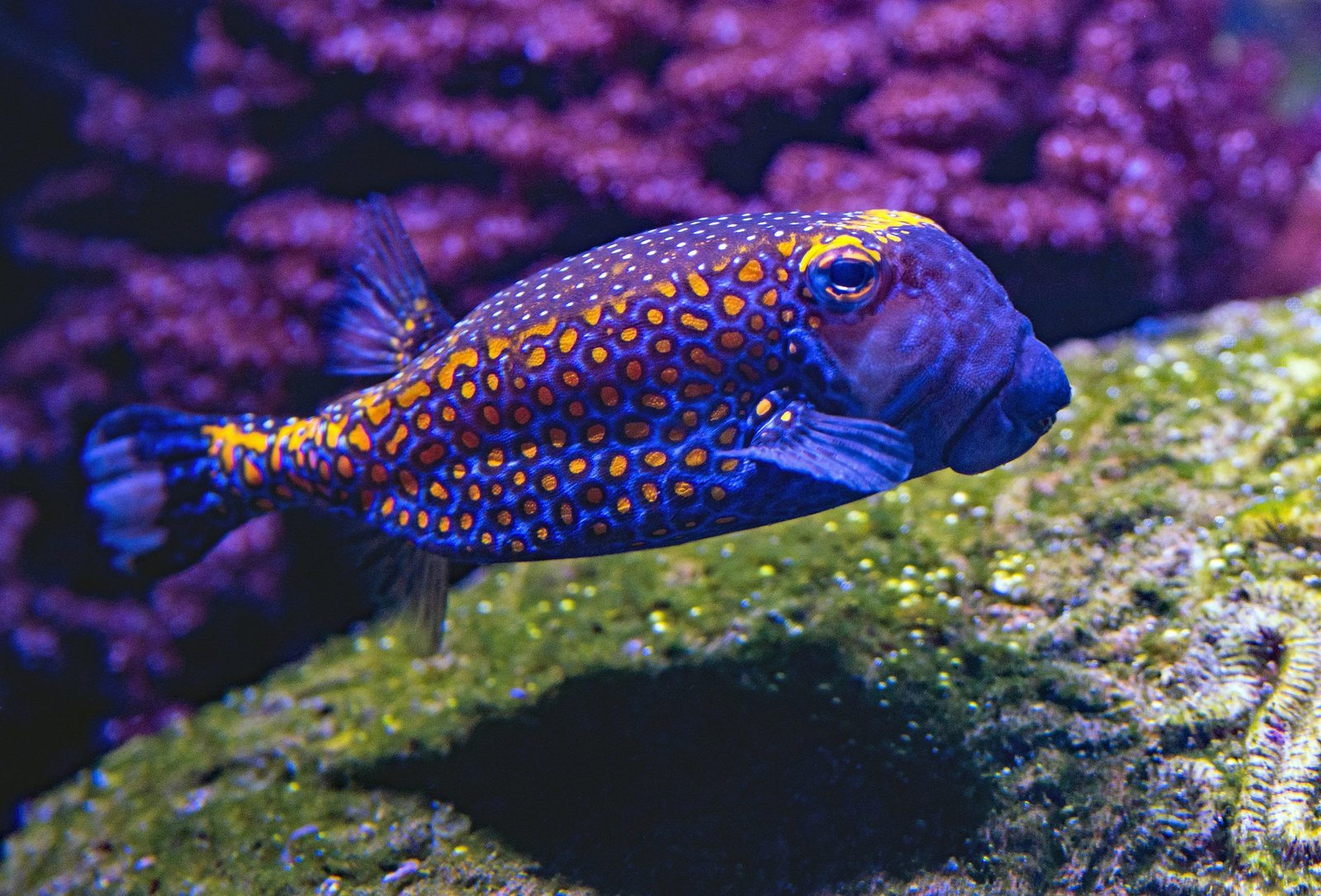 How Do I Identify And Enjoy Local Freshwater Fish Species Practical how-do-i-identify-and-enjoy-local-freshwater-fish-species-practical